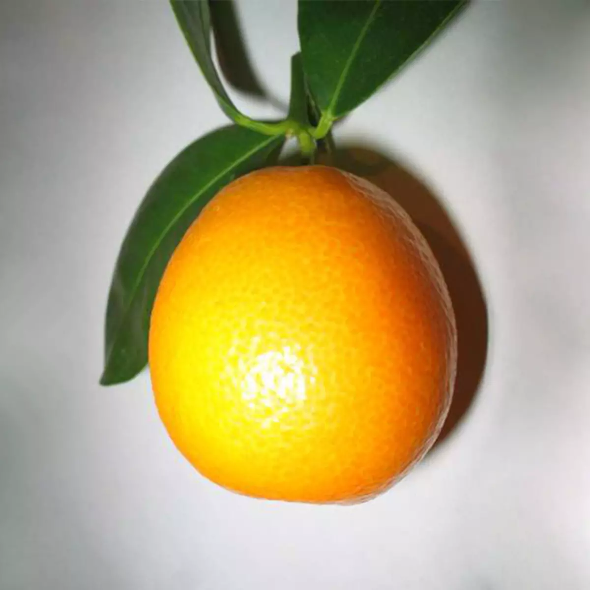 Kumquat