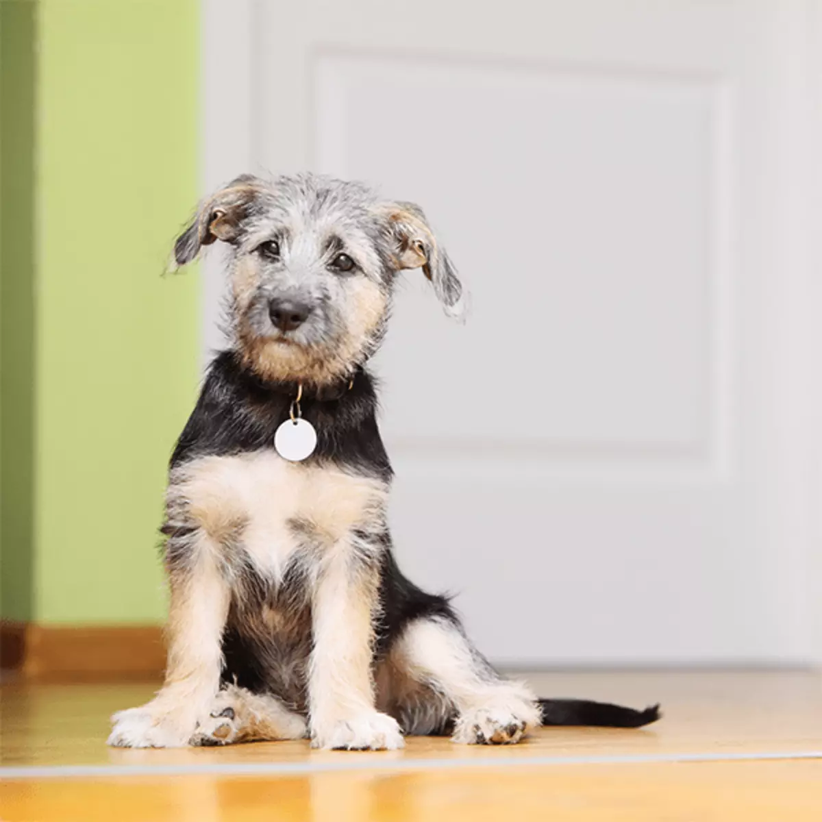 Devo começar um animal de estimação?