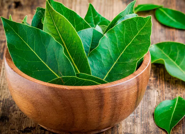 Hoja de laurel para el cabello: beneficio y aplicación.