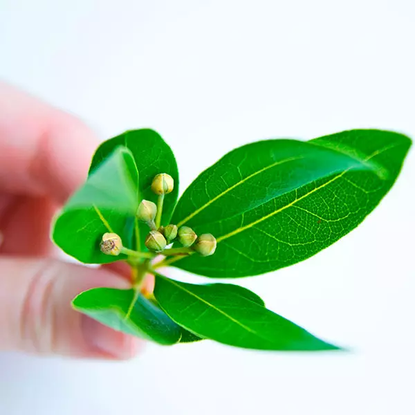 Hoja de laurel para el cabello: beneficio y aplicación.