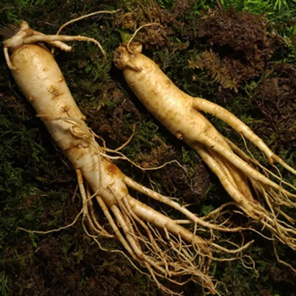 Ginseng: application mu cosmetology. Ginseng Mask Recipes