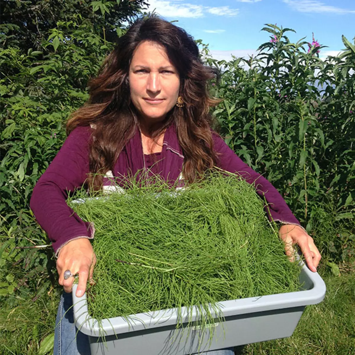 Herbs for hair