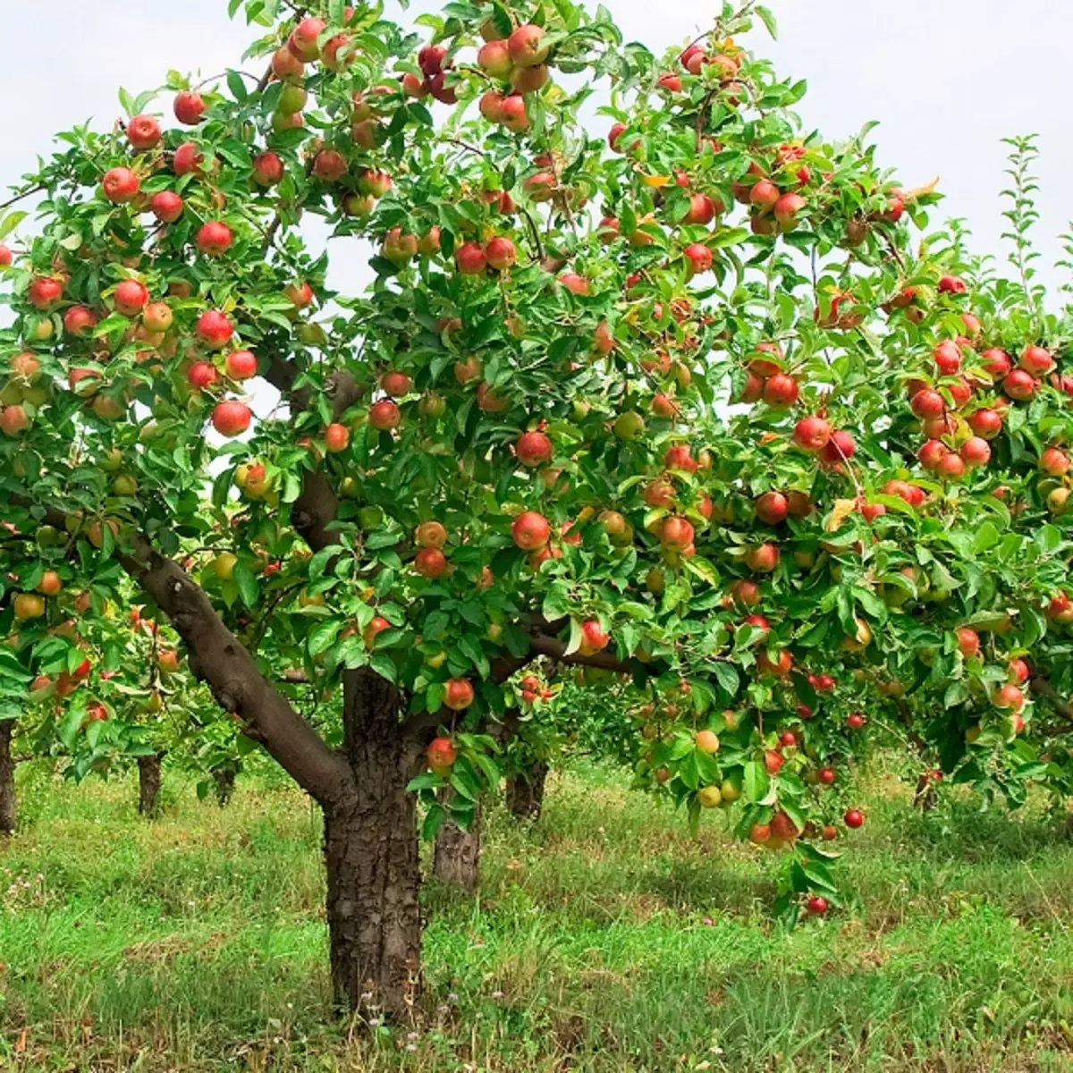 Apple Hair Masks.