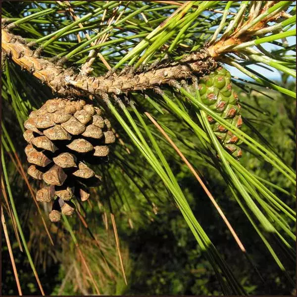 Pine Essential Oil: Properties, gamitin sa cosmetology.