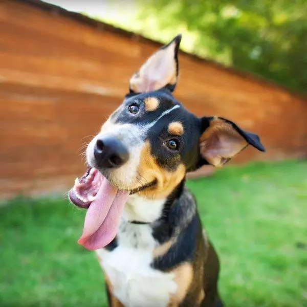 Eigenschaften von Krebsen im Jahr des Hundes