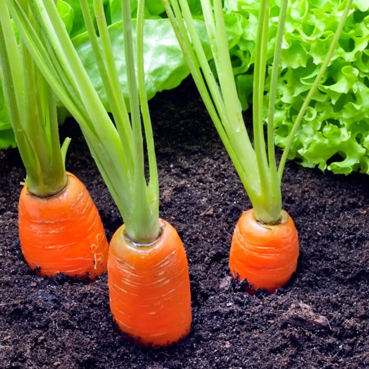 How carrots grows