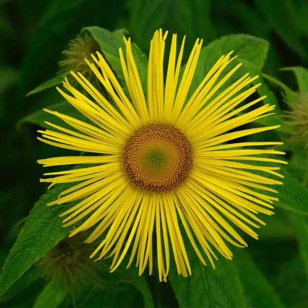 ಹೂವಿನ ಸಸ್ಯ