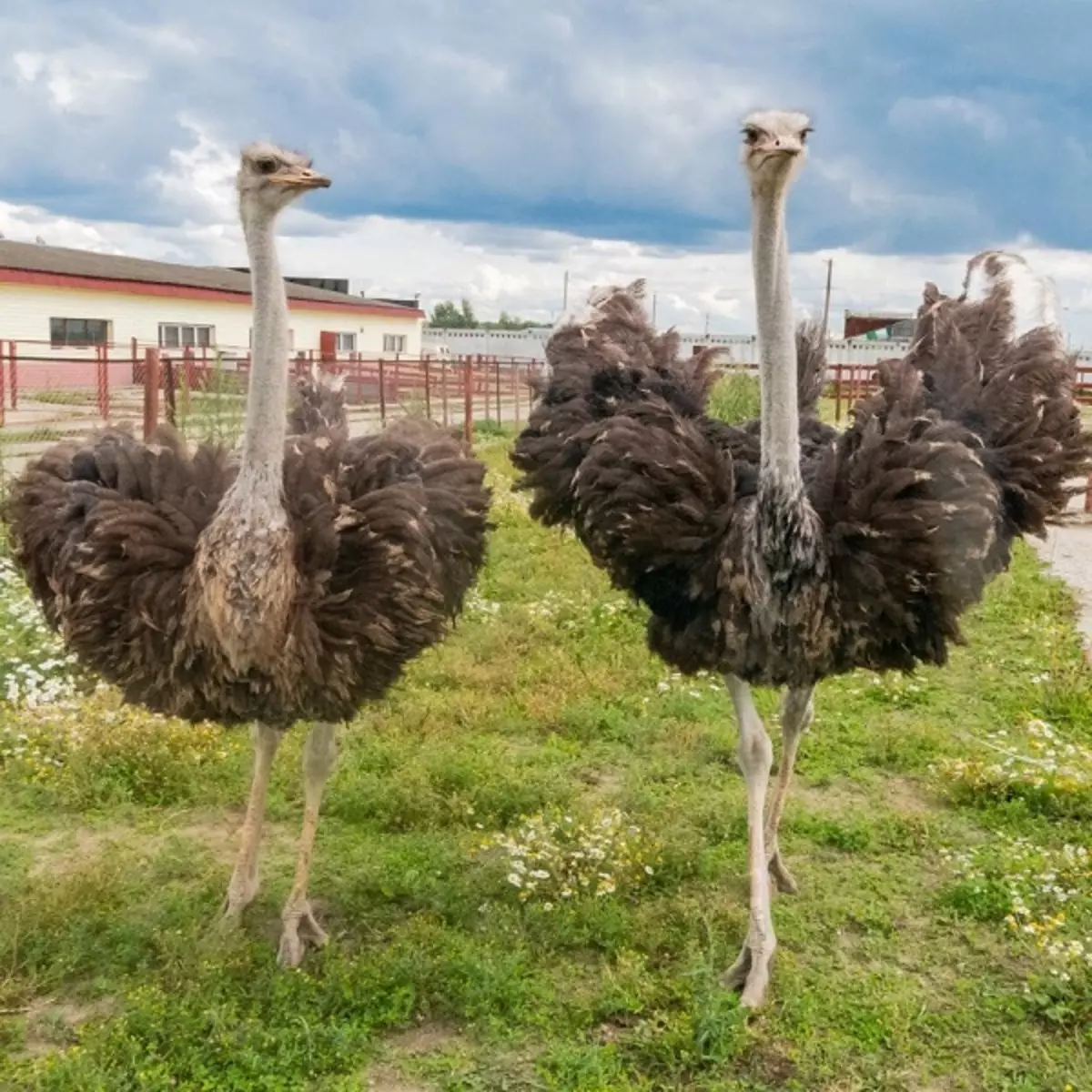 Awiri a ostrich