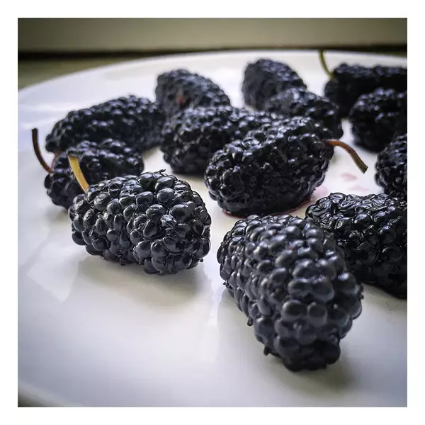 Mulberry (o Mulberry)