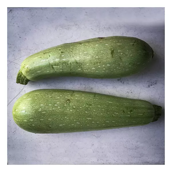 Zucchini (de är zucchini)